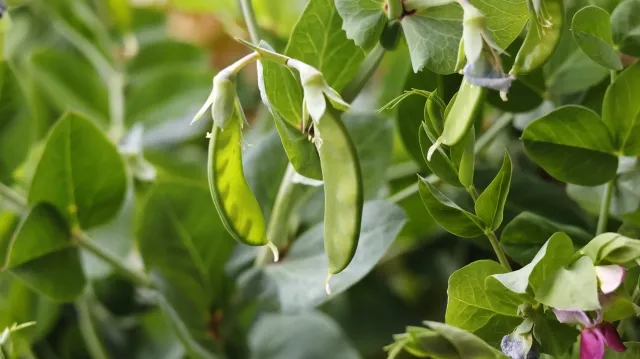 マメ科植物と窒素固定とは？根粒菌との共生をやさしく解説 | Insightilo