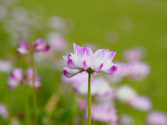 マメ科植物と窒素固定とは？根粒菌との共生をやさしく解説 | Insightilo