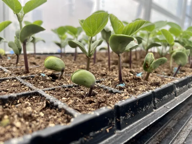 マメ科植物と窒素固定とは？根粒菌との共生をやさしく解説 | Insightilo